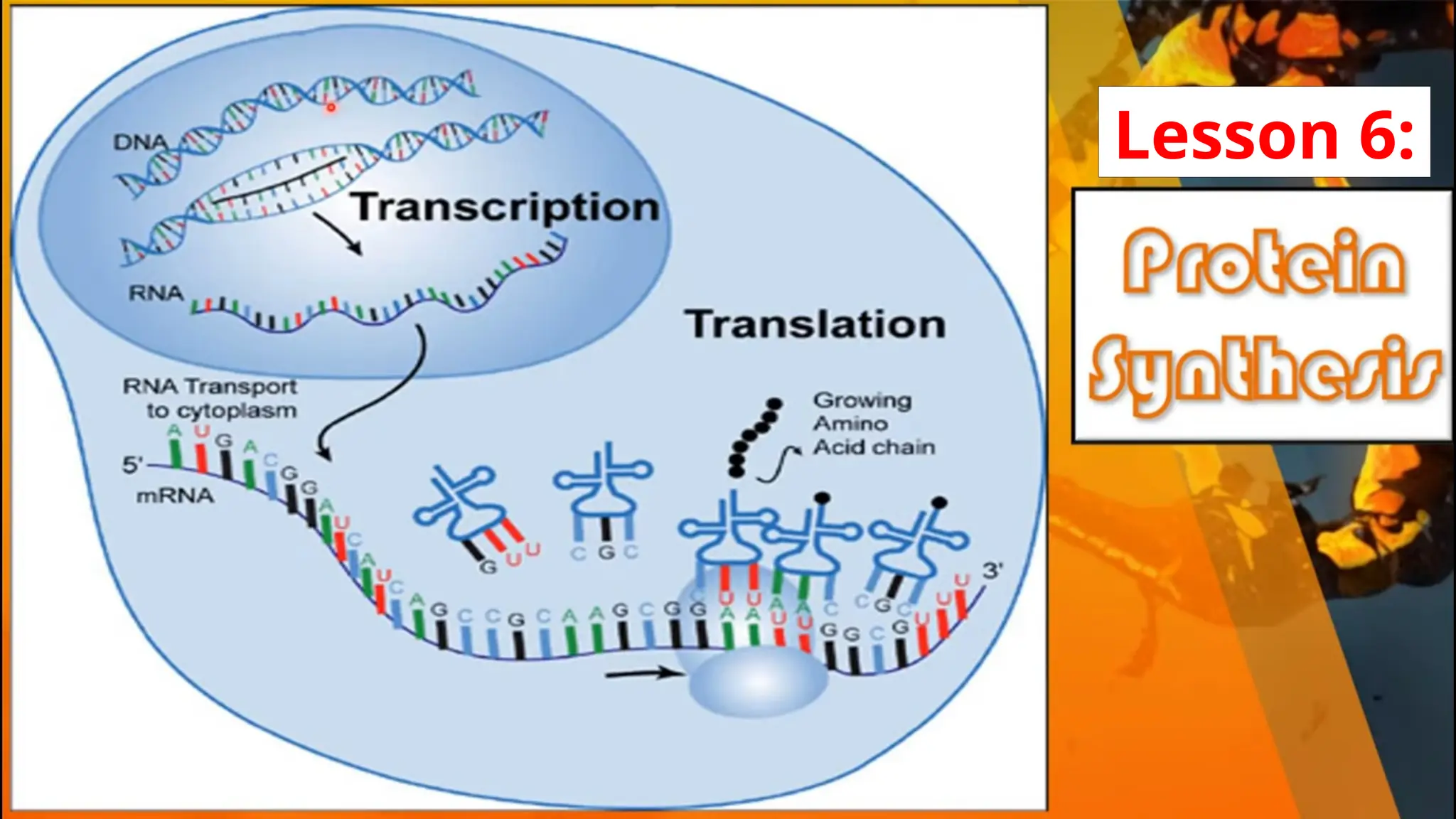 Lesson 6-The Process of Protein Synthesis.pptx