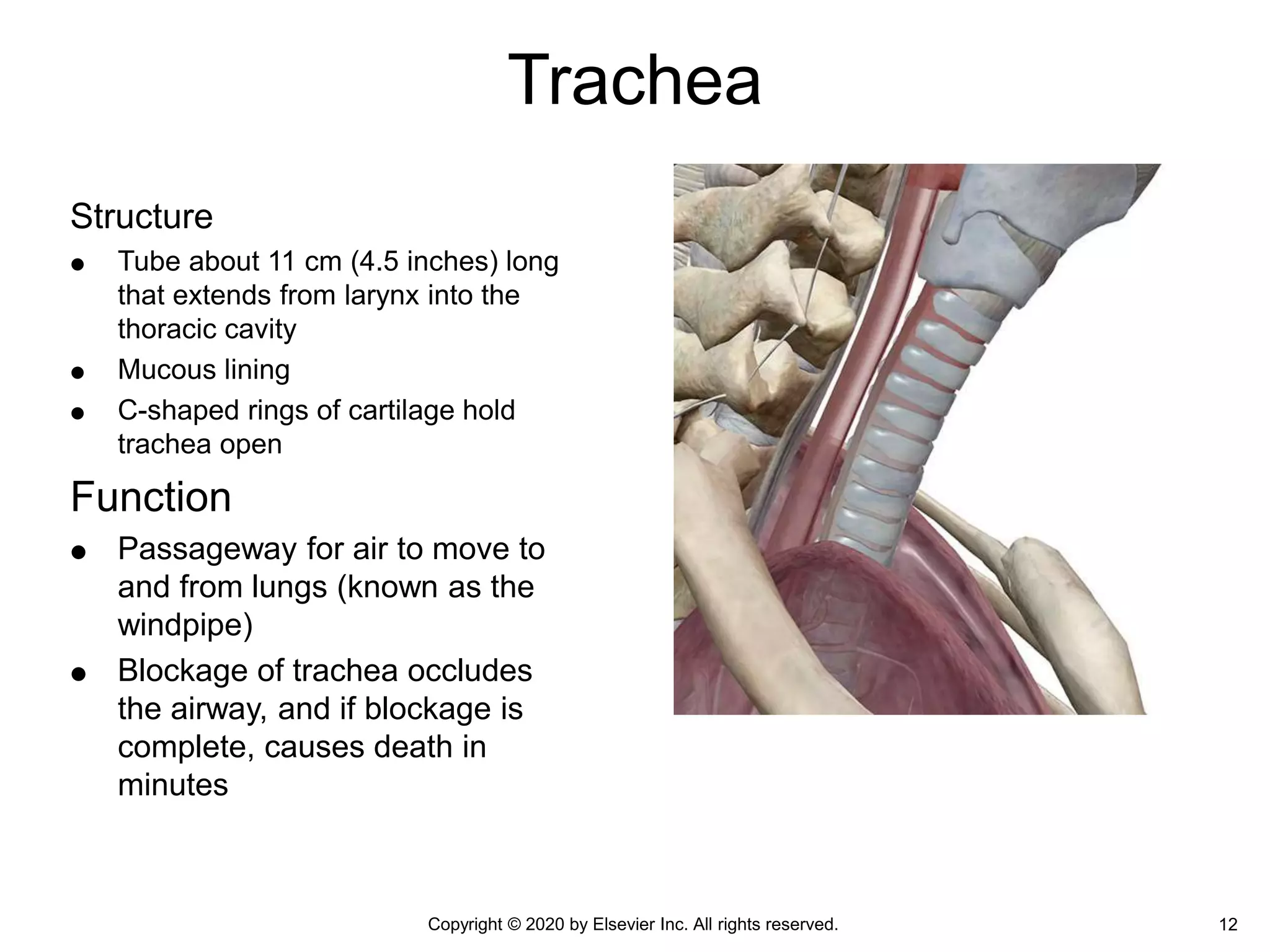 Lesson 6 - Respiratory system.pptx