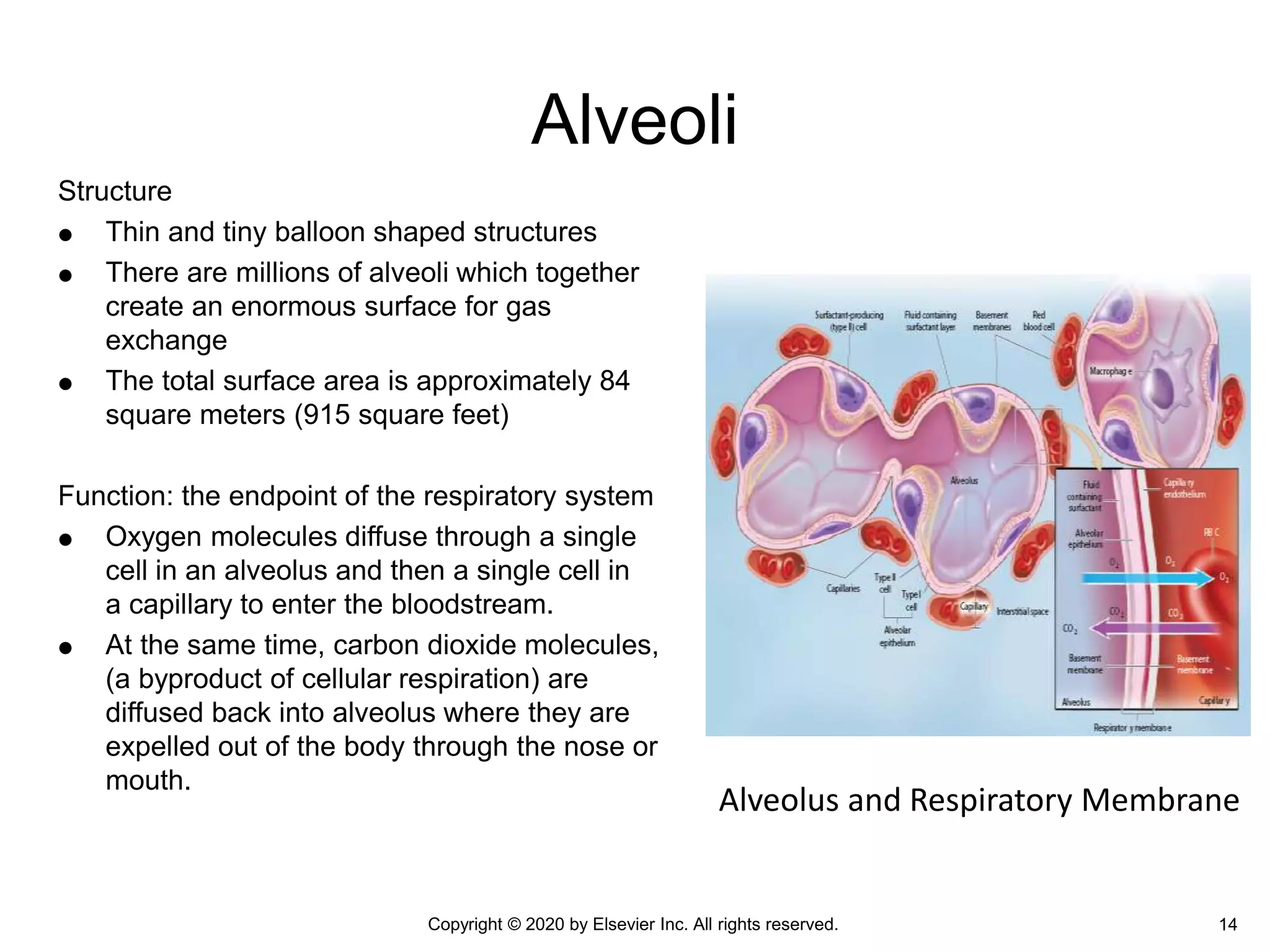 Lesson 6 - Respiratory system.pptx