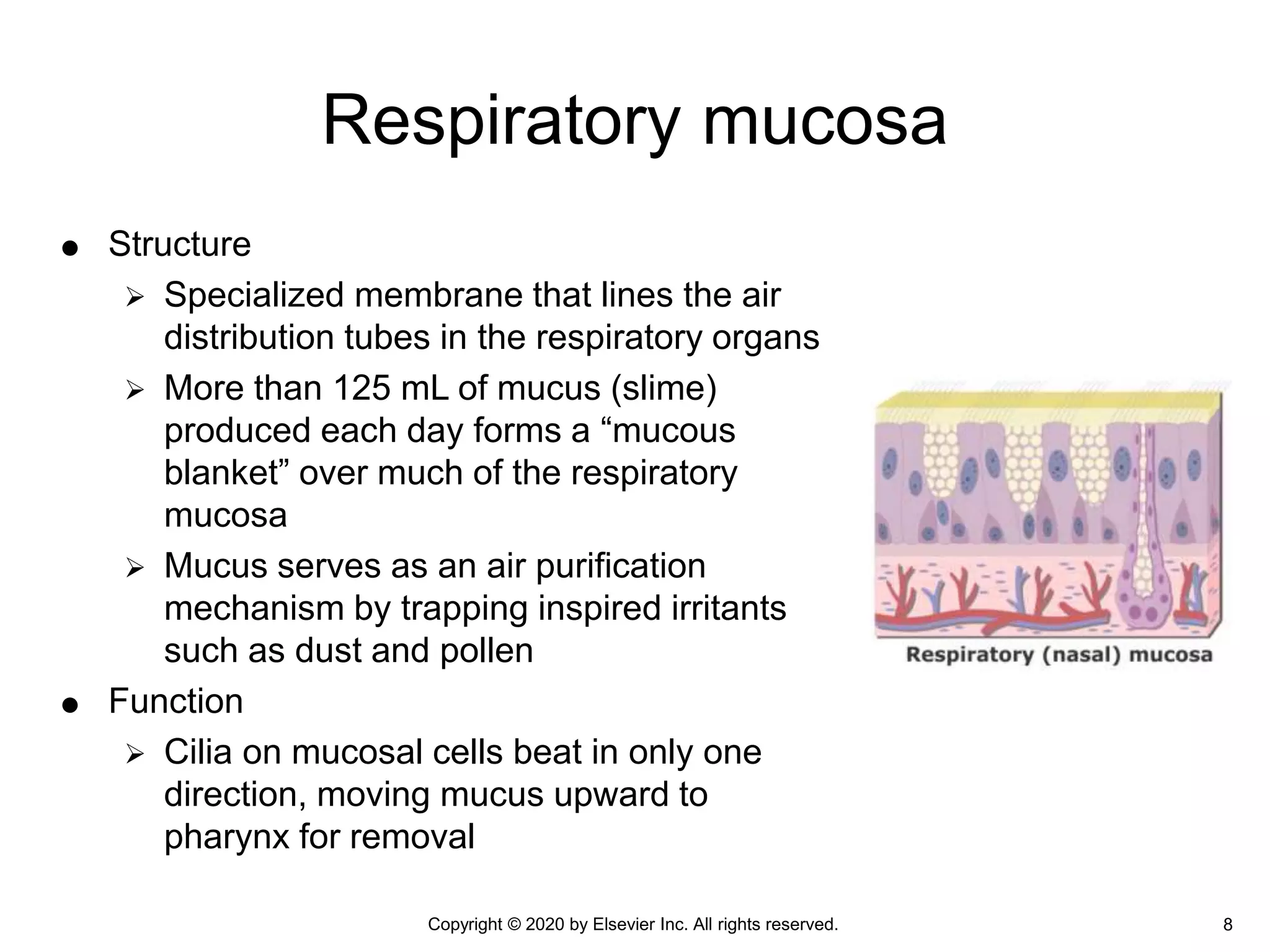 Lesson 6 - Respiratory system.pptx