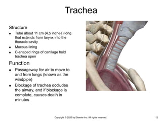 Lesson 6 - Respiratory system.pptx