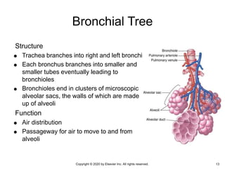 Lesson 6 - Respiratory system.pptx
