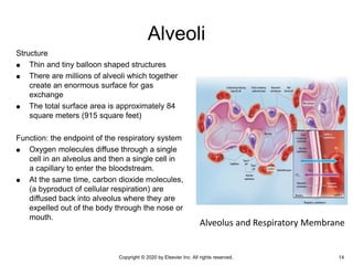 Lesson 6 - Respiratory system.pptx
