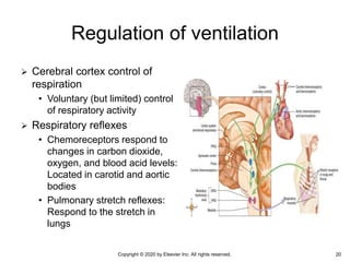 Lesson 6 - Respiratory system.pptx