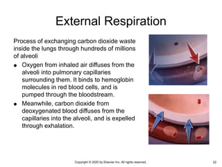 Lesson 6 - Respiratory system.pptx