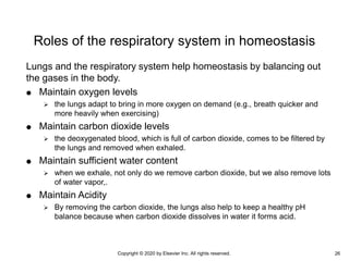 Lesson 6 - Respiratory system.pptx