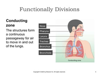 Lesson 6 - Respiratory system.pptx