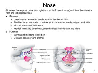 Lesson 6 - Respiratory system.pptx