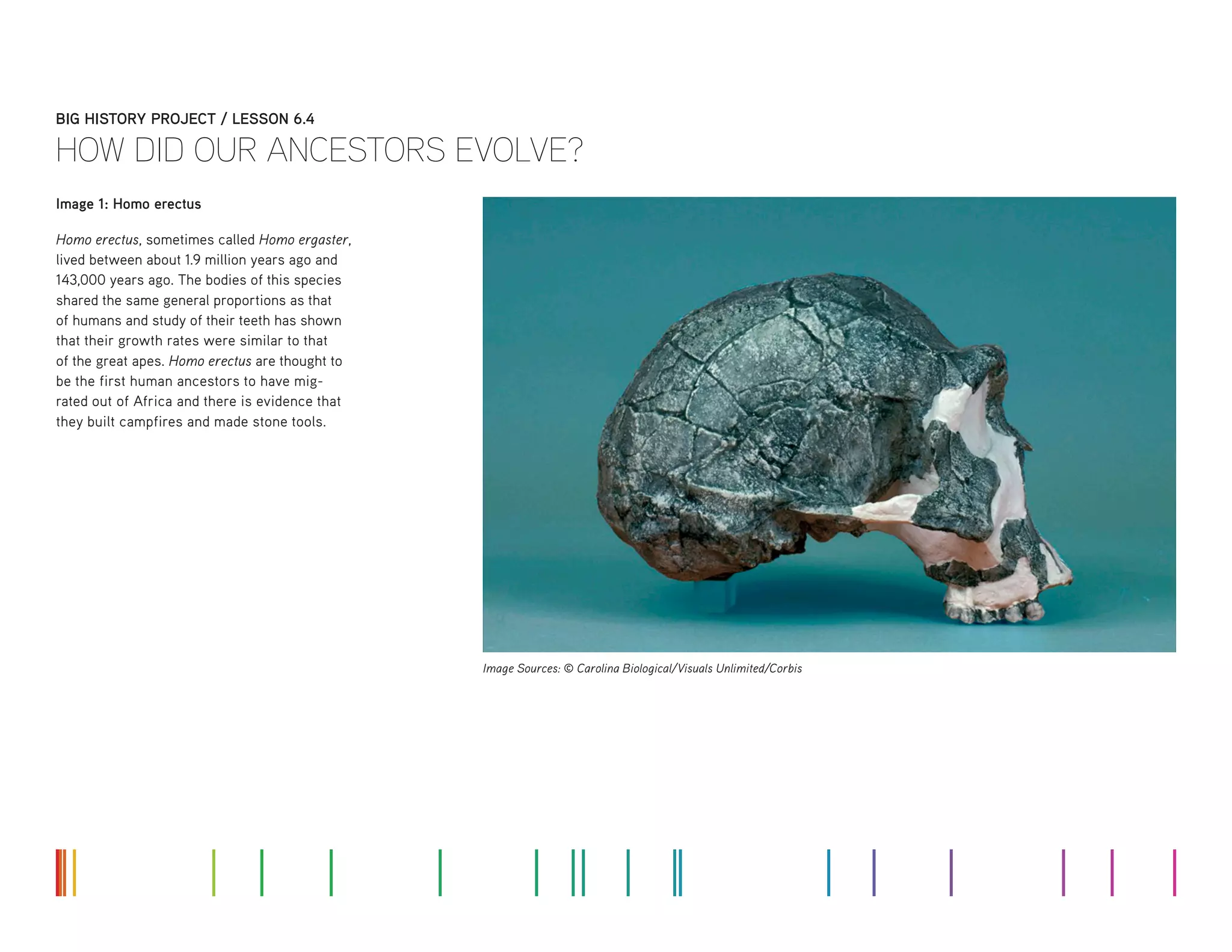 How Did Our Ancestors Evolve? | PDF