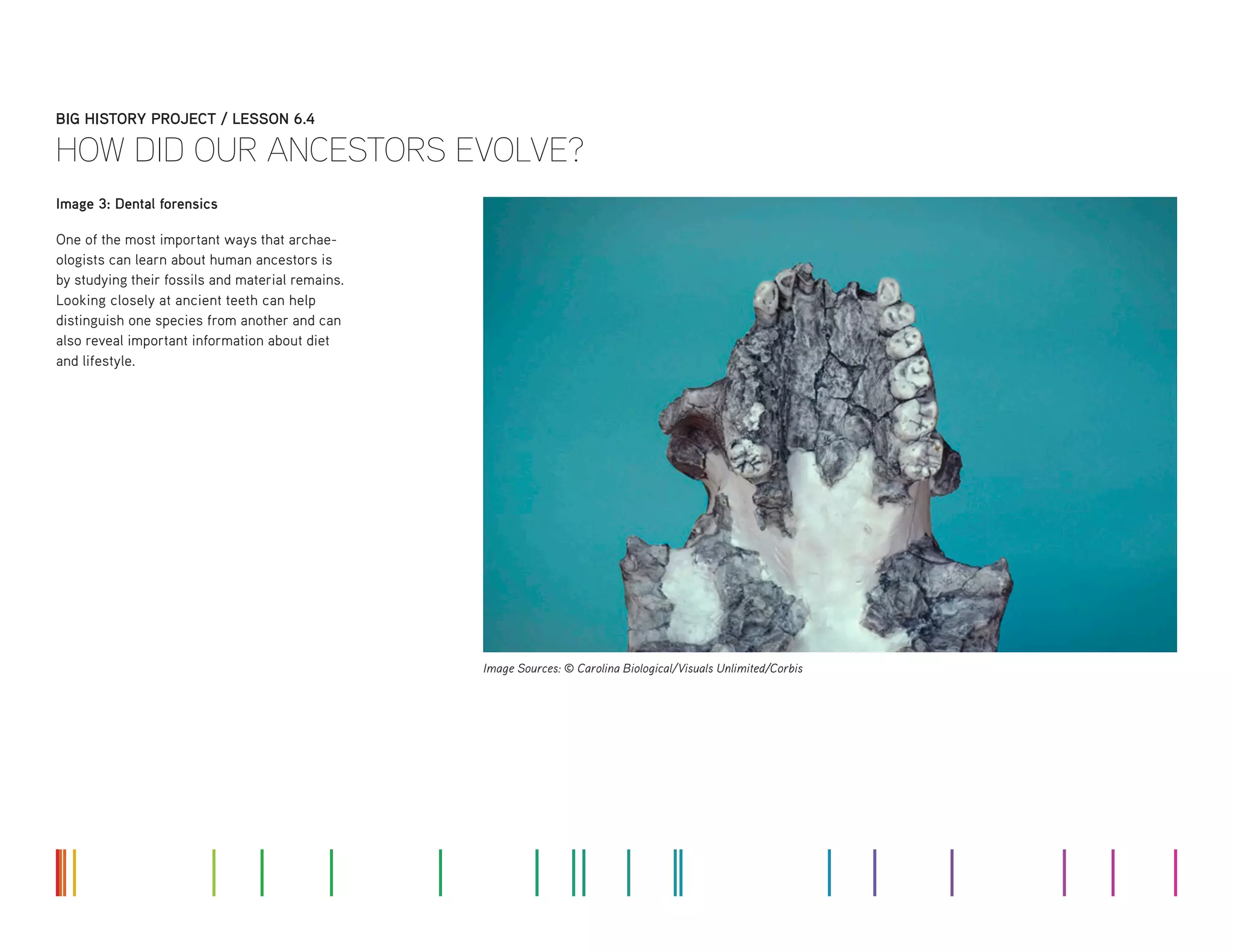 How Did Our Ancestors Evolve? | PDF