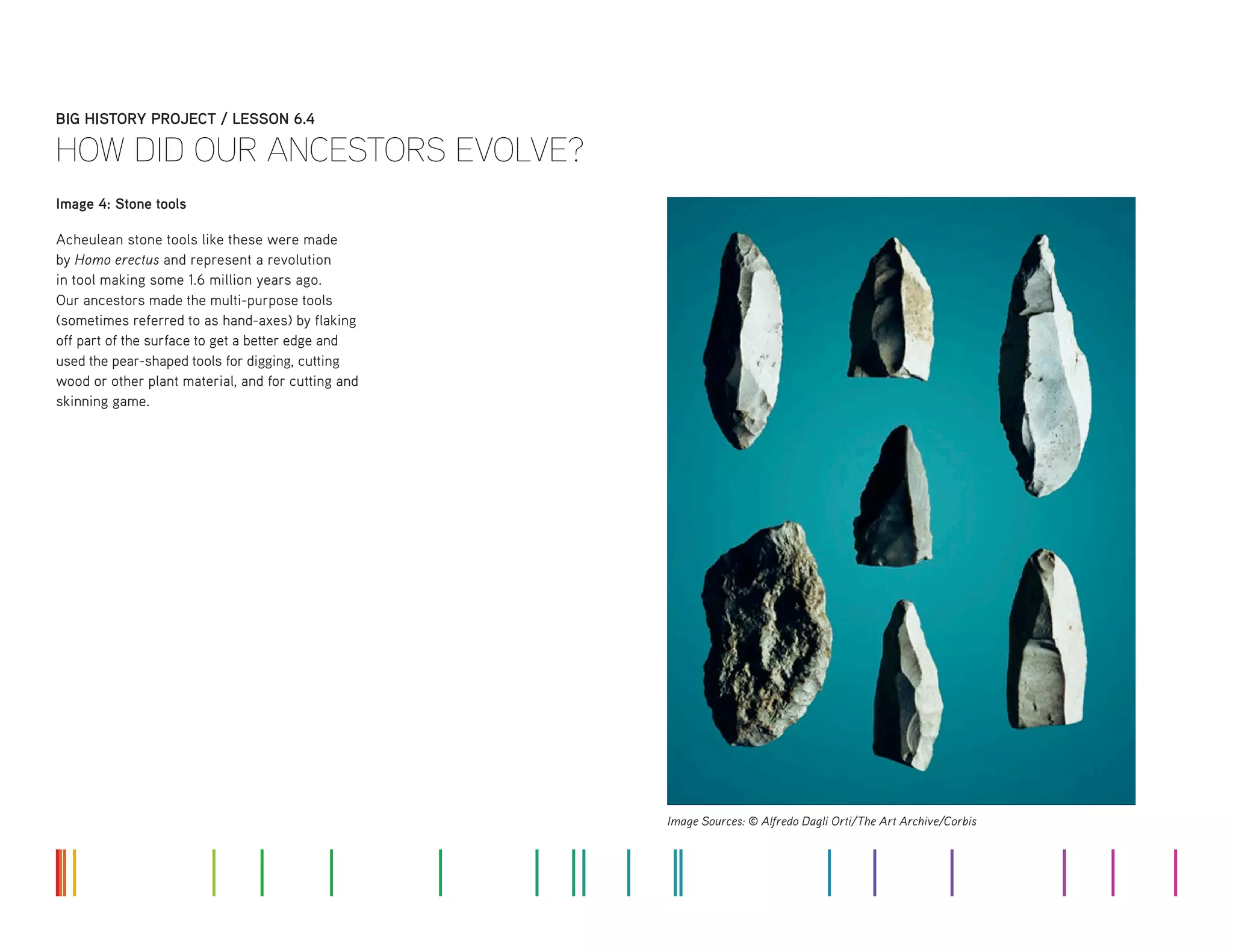 How Did Our Ancestors Evolve? | PDF