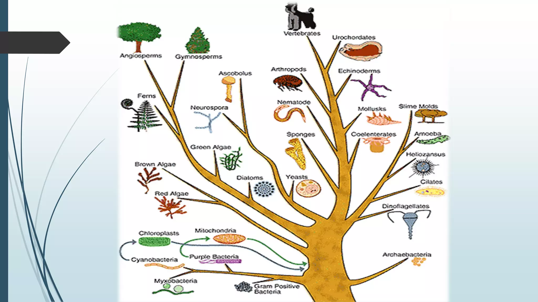 Lesson 6a animal classification | PDF | Geography | Science