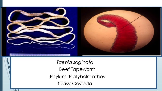 Lesson 6a animal classification