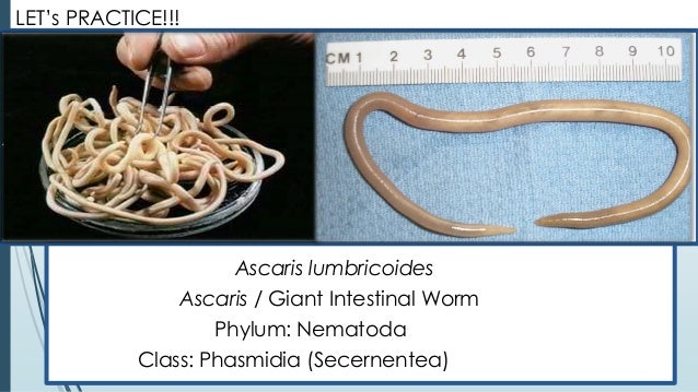 Lesson 6a animal classification