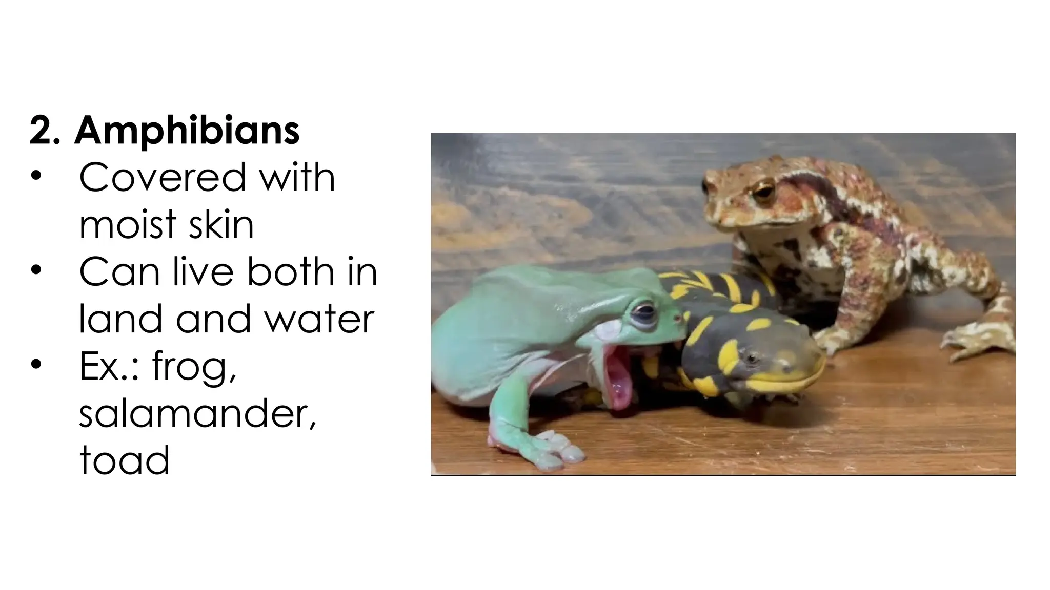 BODY PARTS OF ANIMALS THAT HELP THEM SURVIVE .pptx | Birds | Pets