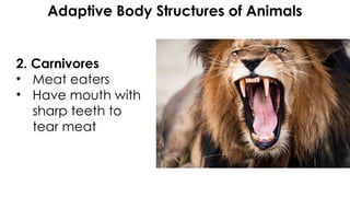 BODY PARTS OF ANIMALS THAT HELP THEM SURVIVE .pptx