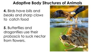 BODY PARTS OF ANIMALS THAT HELP THEM SURVIVE .pptx
