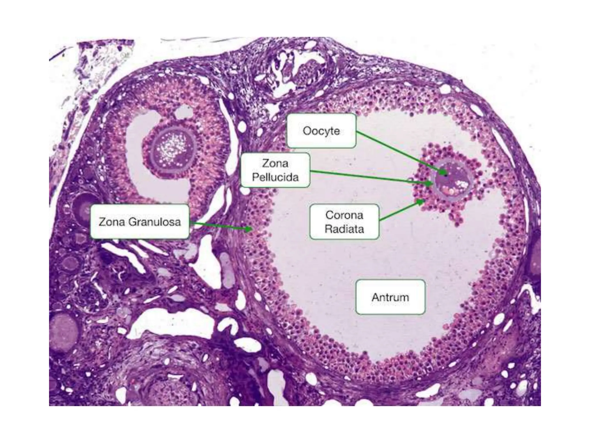 Lesson_6_Developmental_biology_Oocytes_Spermatozoa_Oogenesis_and.pptx