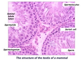Lesson_6_Developmental_biology_Oocytes_Spermatozoa_Oogenesis_and.pptx