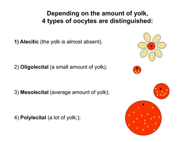 Lesson_6_Developmental_biology_Oocytes_Spermatozoa_Oogenesis_and.pptx