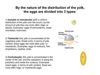 Lesson_6_Developmental_biology_Oocytes_Spermatozoa_Oogenesis_and.pptx