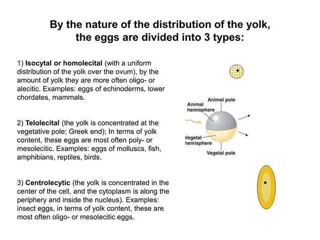 Lesson_6_Developmental_biology_Oocytes_Spermatozoa_Oogenesis_and.pptx