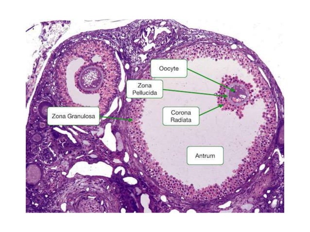 Lesson_6_Developmental_biology_Oocytes_Spermatozoa_Oogenesis_and.pptx