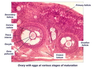 Lesson_6_Developmental_biology_Oocytes_Spermatozoa_Oogenesis_and.pptx