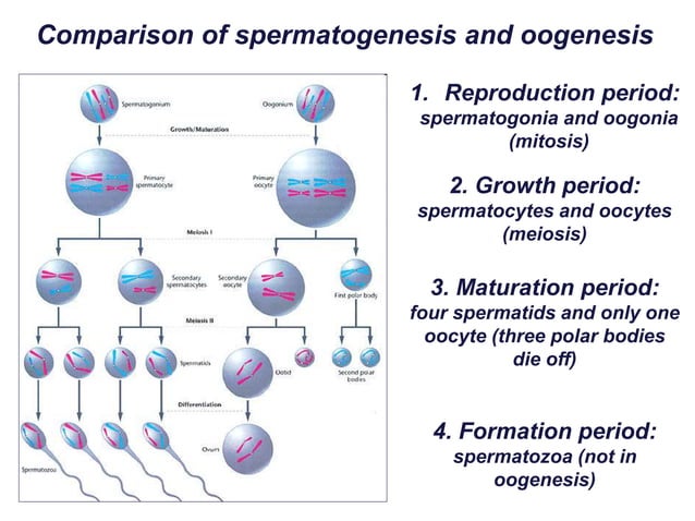 Lesson_6_Developmental_biology_Oocytes_Spermatozoa_Oogenesis_and.pptx