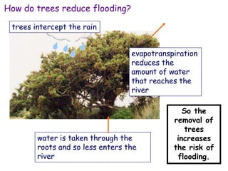 Lesson 6 factors affecting discharge (hydrographs) | PPTX