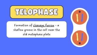 Mitosis, a process of cell duplication, or reproduction, during which ...