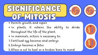 Mitosis, a process of cell duplication, or reproduction, during which ...