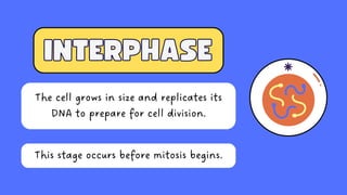 Mitosis, a process of cell duplication, or reproduction, during which ...