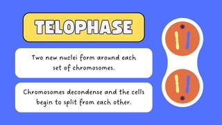 Mitosis, a process of cell duplication, or reproduction, during which ...