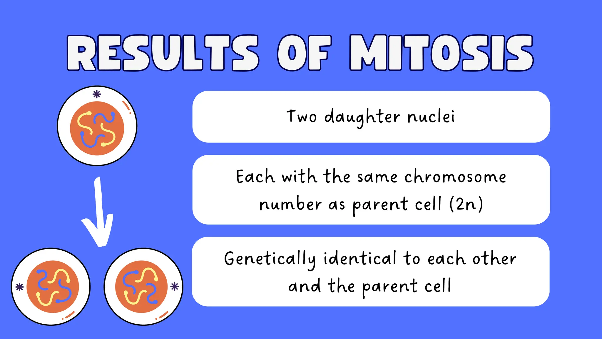 Mitosis, a process of cell duplication, or reproduction, during which ...