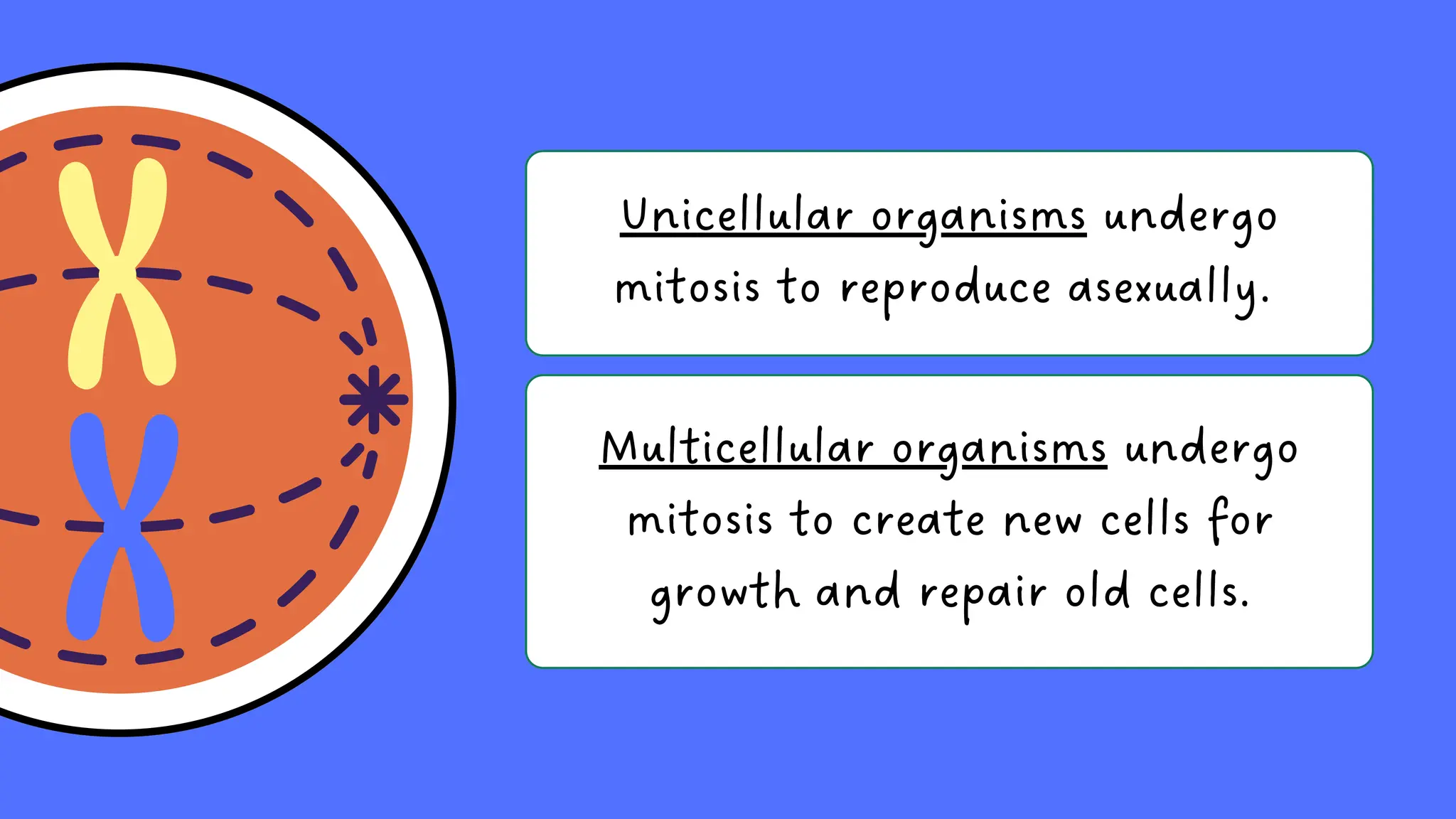 Mitosis, a process of cell duplication, or reproduction, during which ...