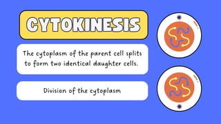 Mitosis, a process of cell duplication, or reproduction, during which ...