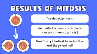 Mitosis, a process of cell duplication, or reproduction, during which ...