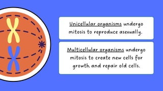 Mitosis, a process of cell duplication, or reproduction, during which ...