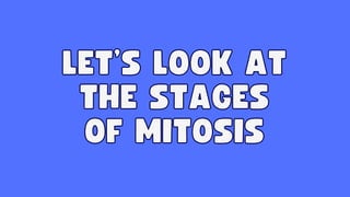 Mitosis, a process of cell duplication, or reproduction, during which ...