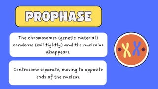 Mitosis, a process of cell duplication, or reproduction, during which ...