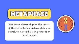 Mitosis, a process of cell duplication, or reproduction, during which ...