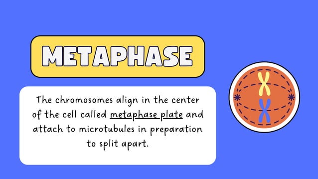 Mitosis, a process of cell duplication, or reproduction, during which ...
