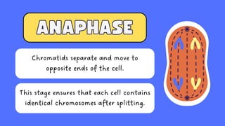 Mitosis, a process of cell duplication, or reproduction, during which ...