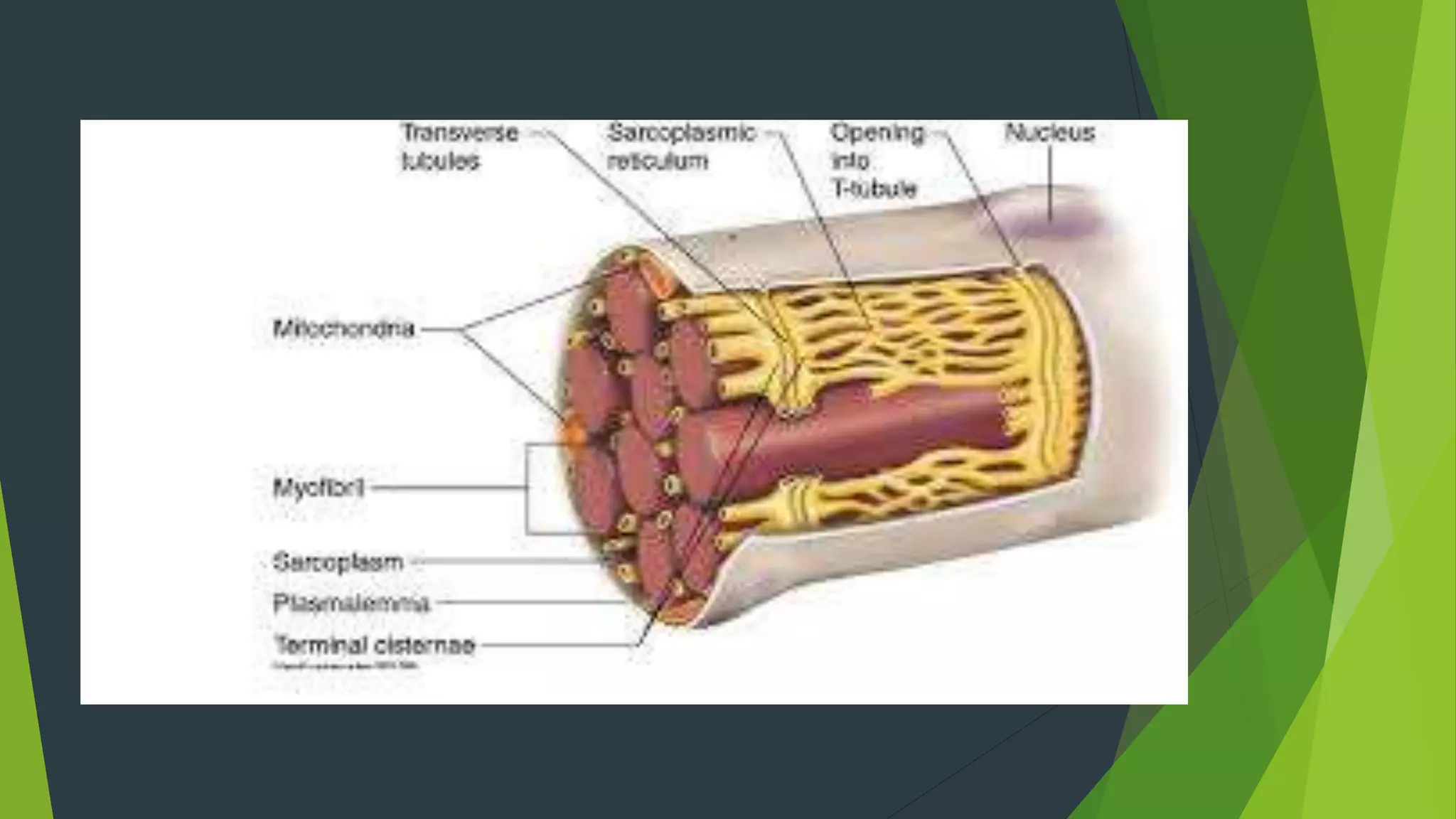 Lesson 6 (Other Tissues and Motor Unit).pptx