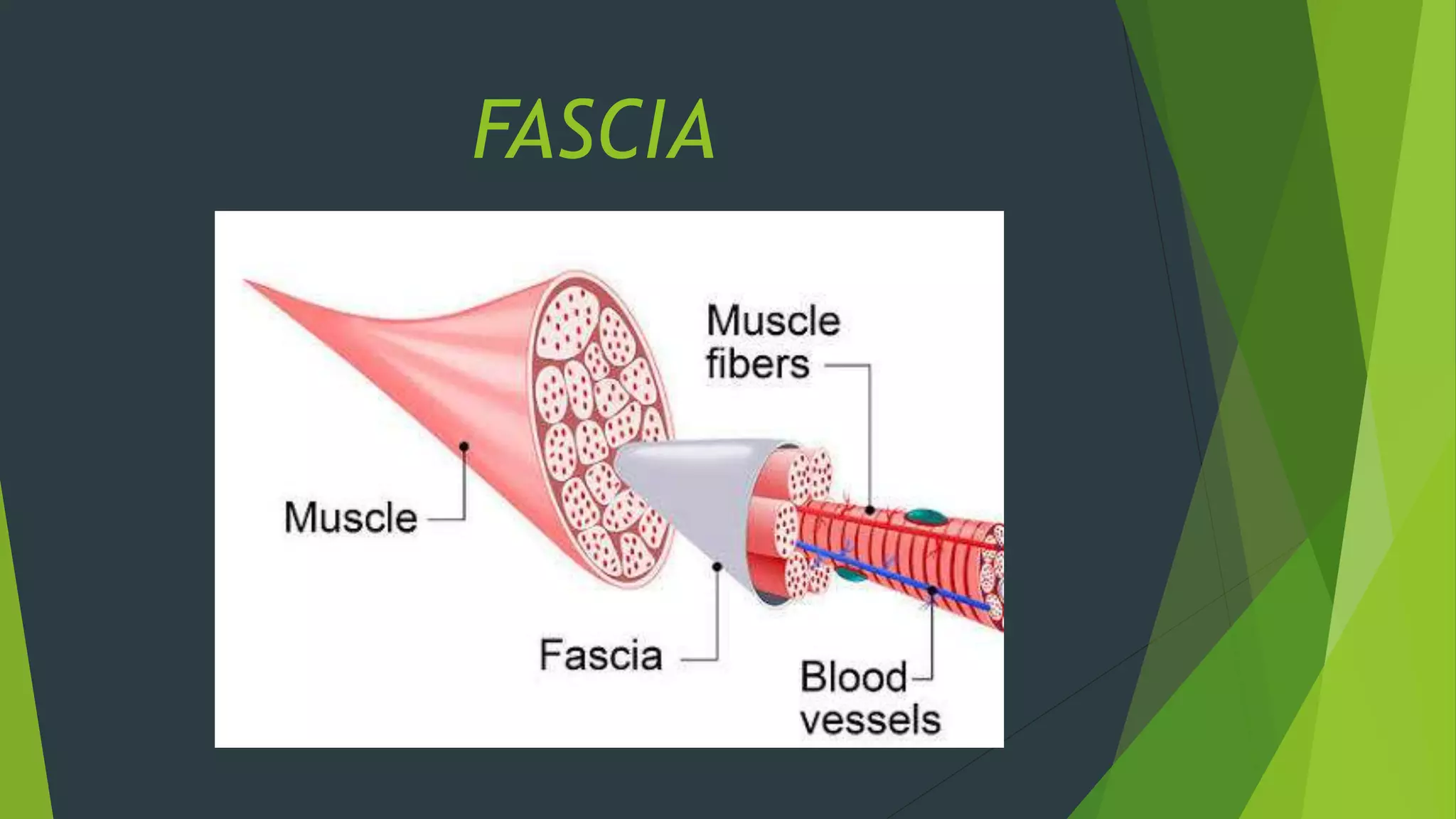 Lesson 6 (Other Tissues and Motor Unit).pptx