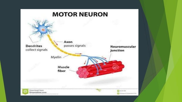 Lesson 6 (Other Tissues and Motor Unit).pptx