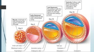 Lesson 6 parameters of animal classification | PDF