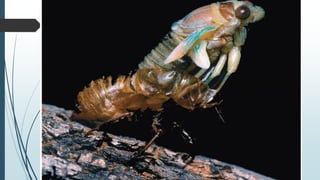 Lesson 6 parameters of animal classification | PDF