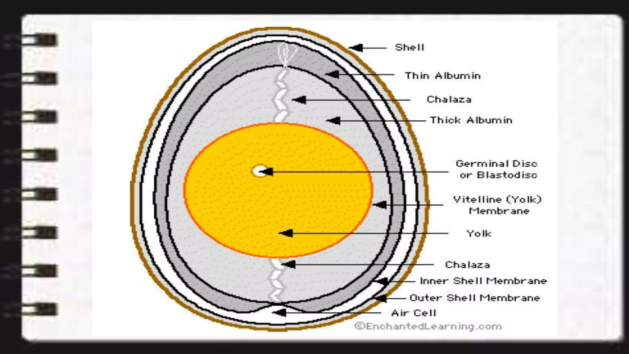 Lesson 6 Physical Structure and Composition of Egg | PPTX